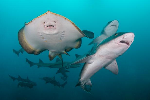 PHOTOS: Alien Sharks: Ghosts of Japan | Discovery